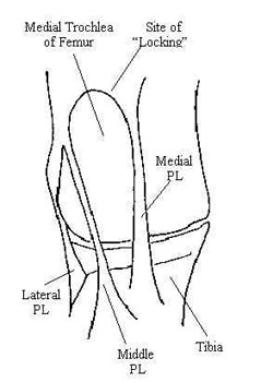 Upward Pateller Fixation: Horse Lameness