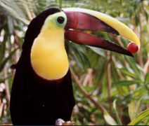 The Wonderful World of keeping Toucans as Pets