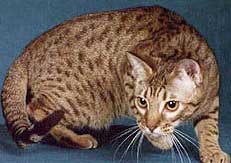 Dominant and sometimes demanding the Ocicat still makes a good pet.