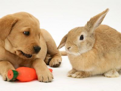What distinguishes the different Types & Breeds of Rabbits
