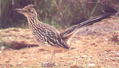 Roadrunners can run at speeds up to 25 miles per hour.