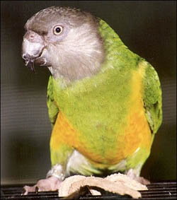 Senegal Parrots: Loyal and Intelligent make Marvelous Pets